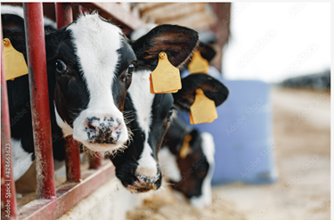 ADM Unveils New Feed Solution That Unlocks Nutrients for Optimized ...