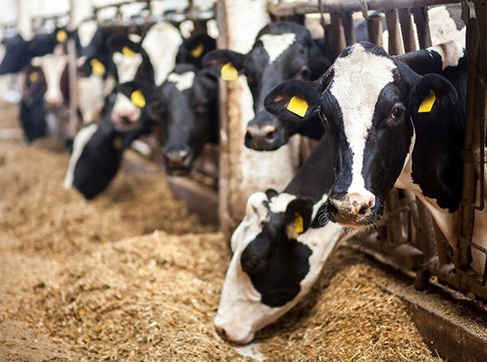 Poop Pointers: ADM App Helps Cattle Farmers Minimize Risk by Analyzing ...